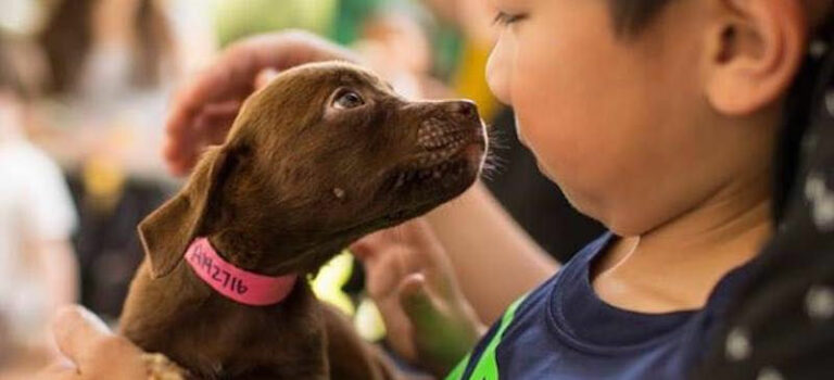 Wonder Dog Rescue - From Shelter To Rescue To Home | Boston Terriers ...