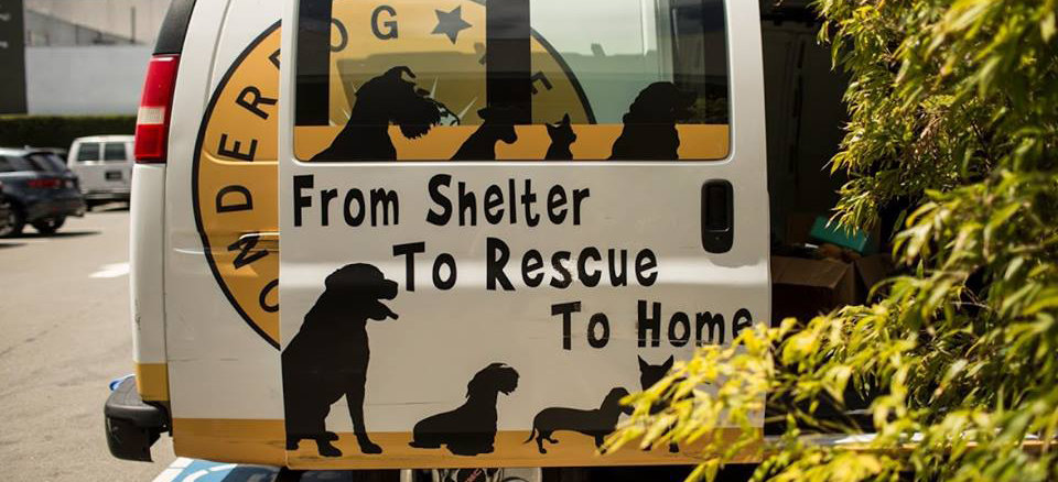 Wonder Dog Rescue - From Shelter To Rescue To Home | Boston Terriers ...