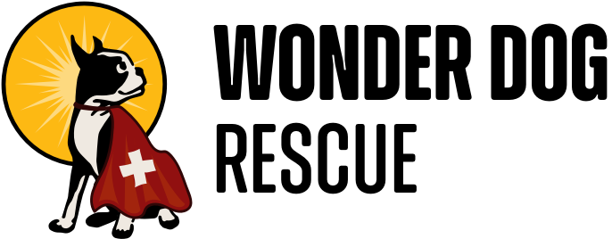 Wonder Dog Rescue - From Shelter To Rescue To Home | Boston Terriers ...